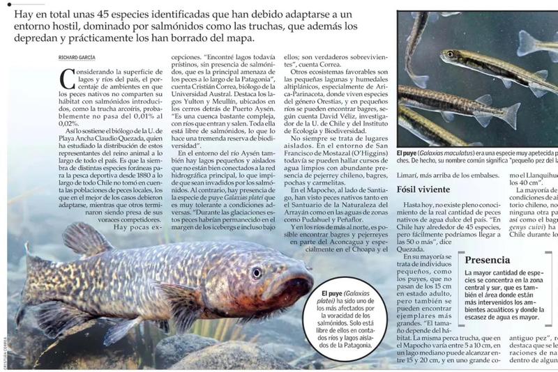 Bagres, puyes, carmelitas y otros peces nativos luchan por sobrevivir ...